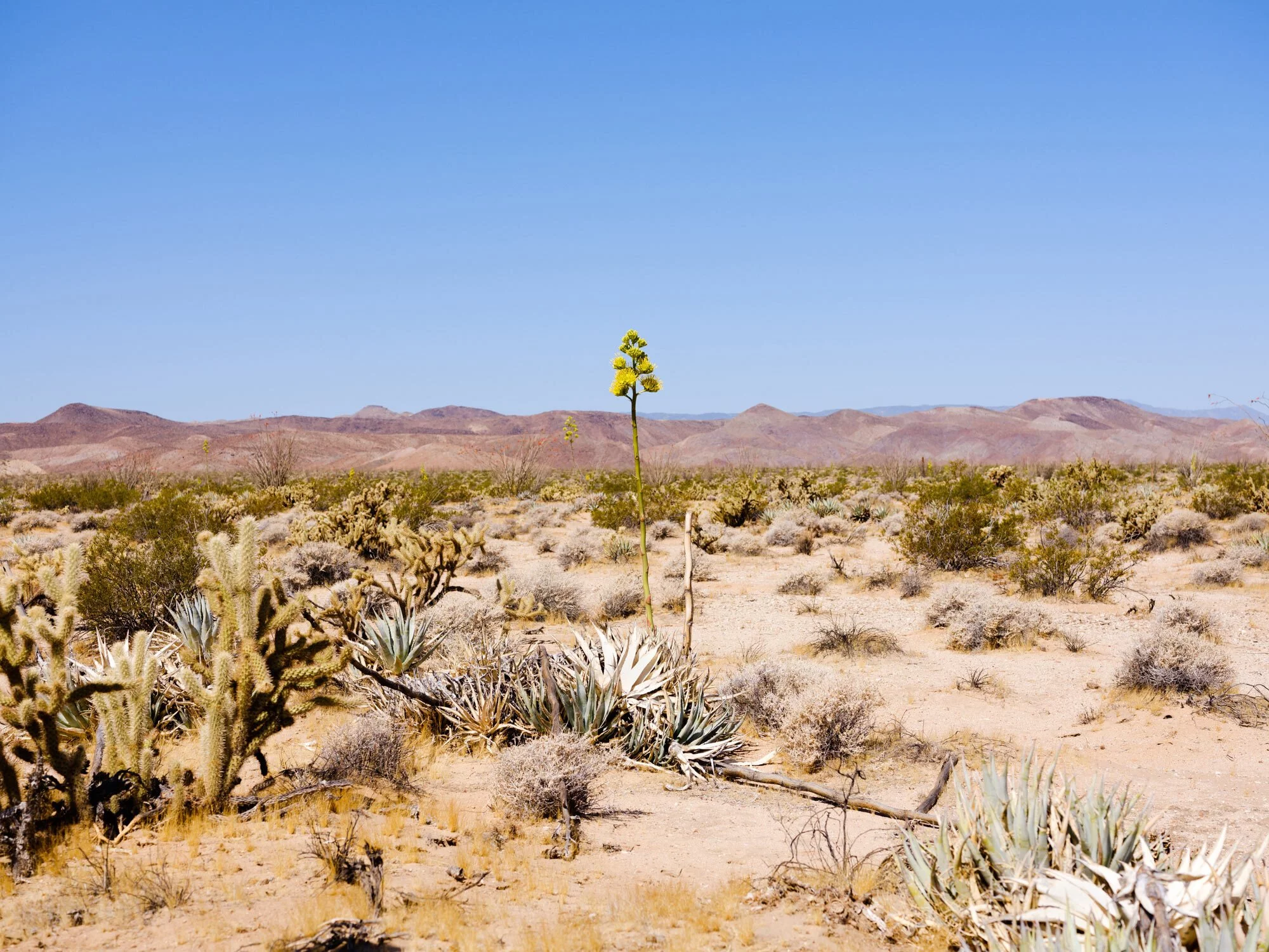 Studio Ma — Architecture, Environmental Design and Planning — Phoenix